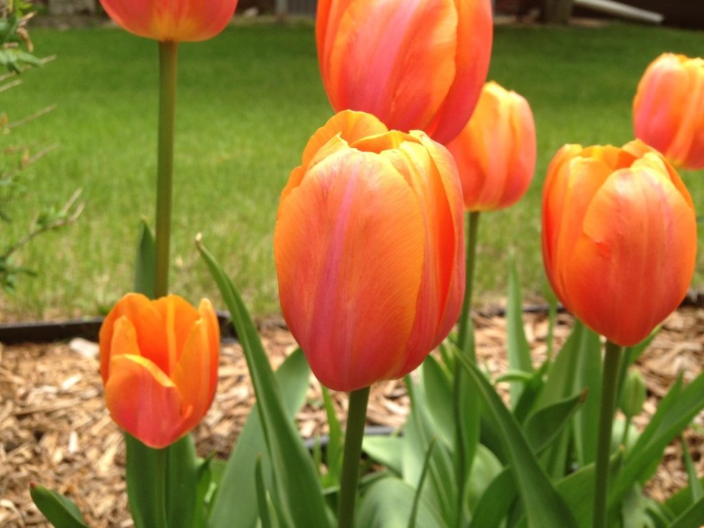 Photo Gallery – Tulip Town Bulb Company