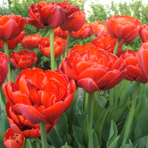 red-nova-miranda – Tulip Town Bulb Company