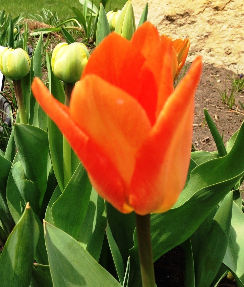 fosteriana – Tulip Town Bulb Company