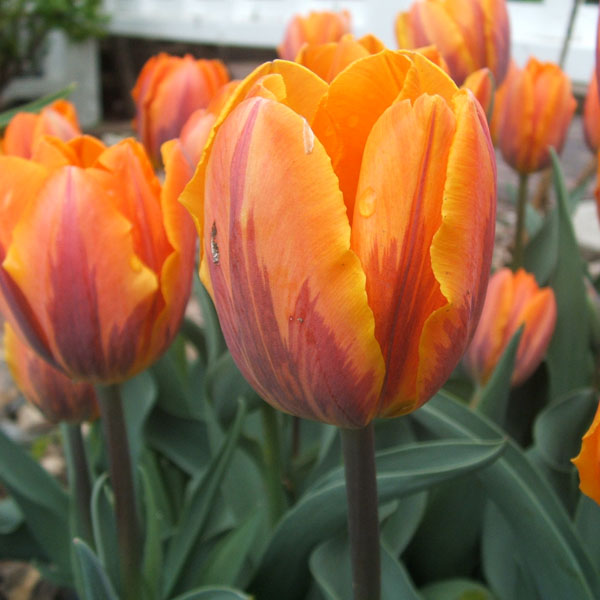 Photo Gallery – Tulip Town Bulb Company