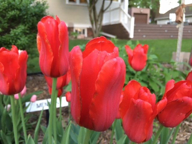 red-proud – Tulip Town Bulb Company