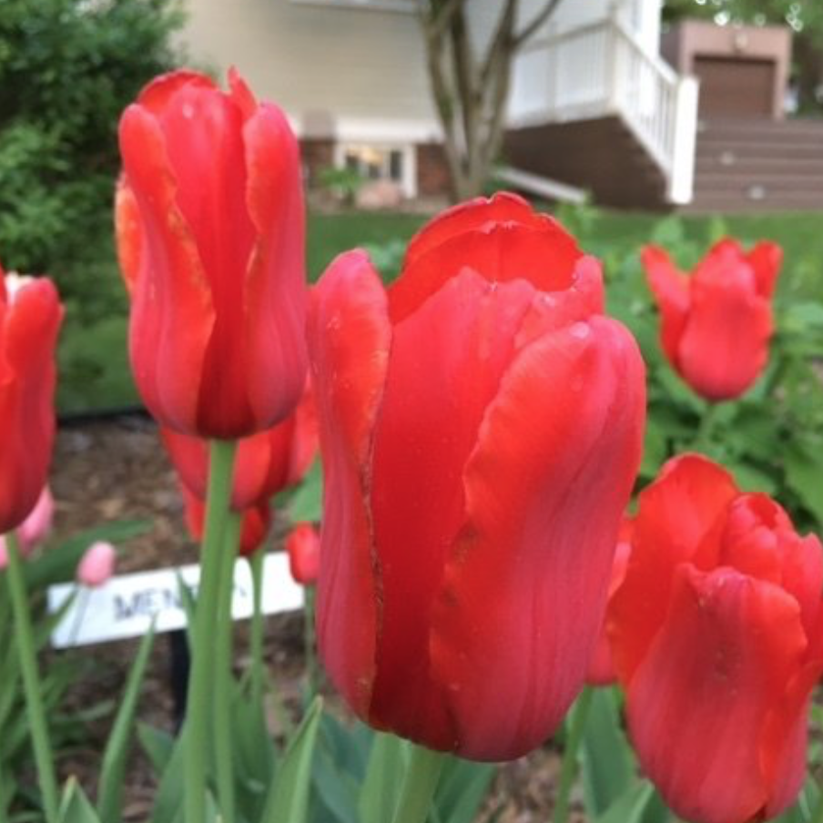 red-proud – Tulip Town Bulb Company