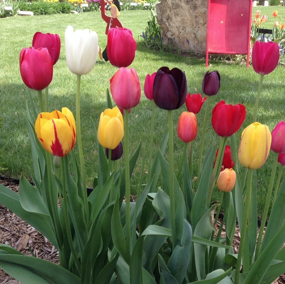 screen-shot-2020-04-13-at-12.40.28-pm-3 – Tulip Town Bulb Company