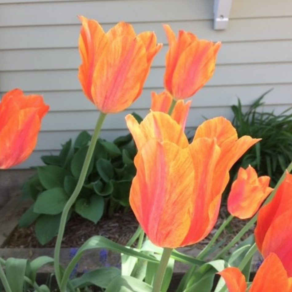 screen-shot-2020-04-13-at-9.00.53-pm – Tulip Town Bulb Company