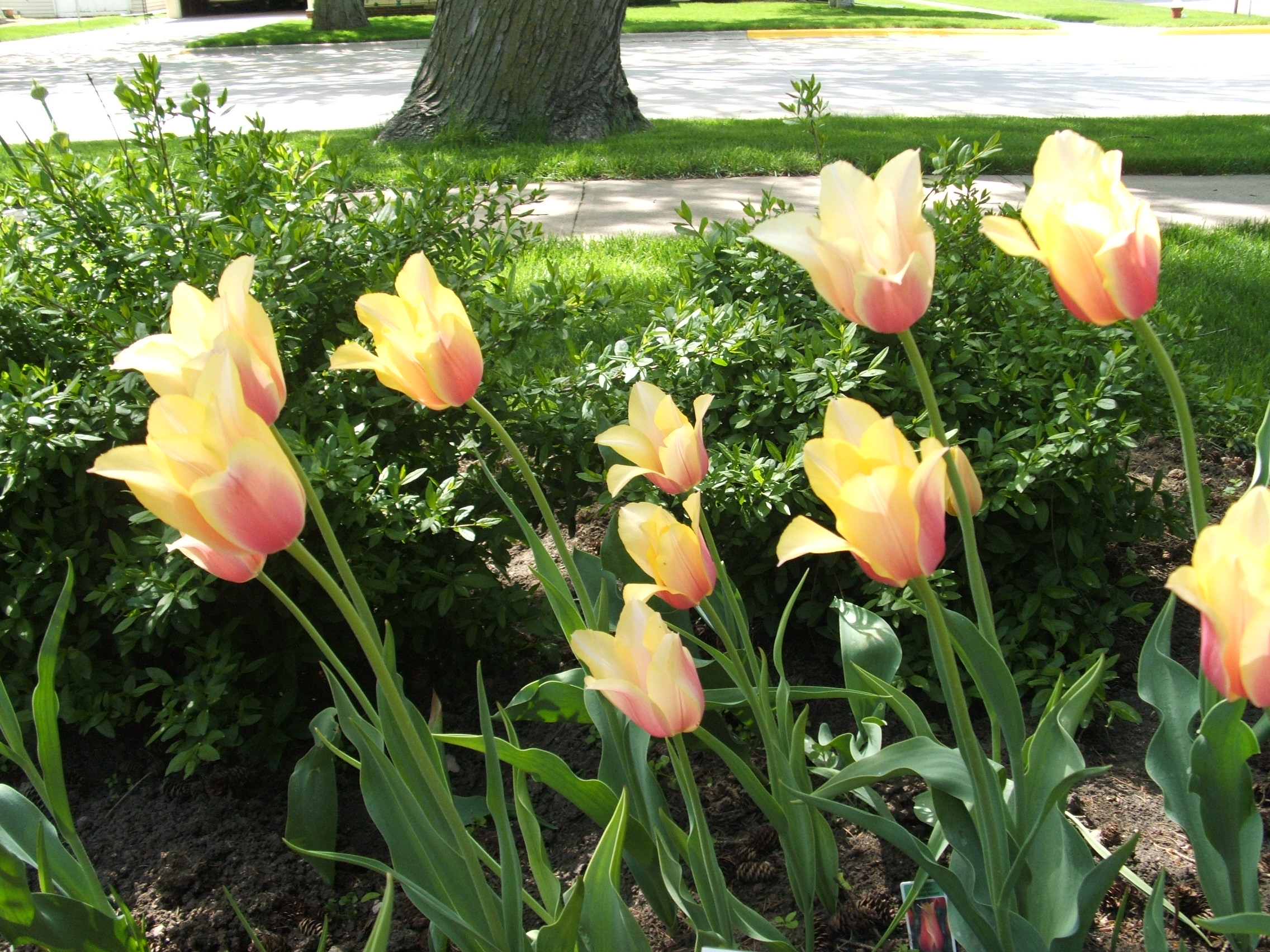 Photo Gallery – Tulip Town Bulb Company