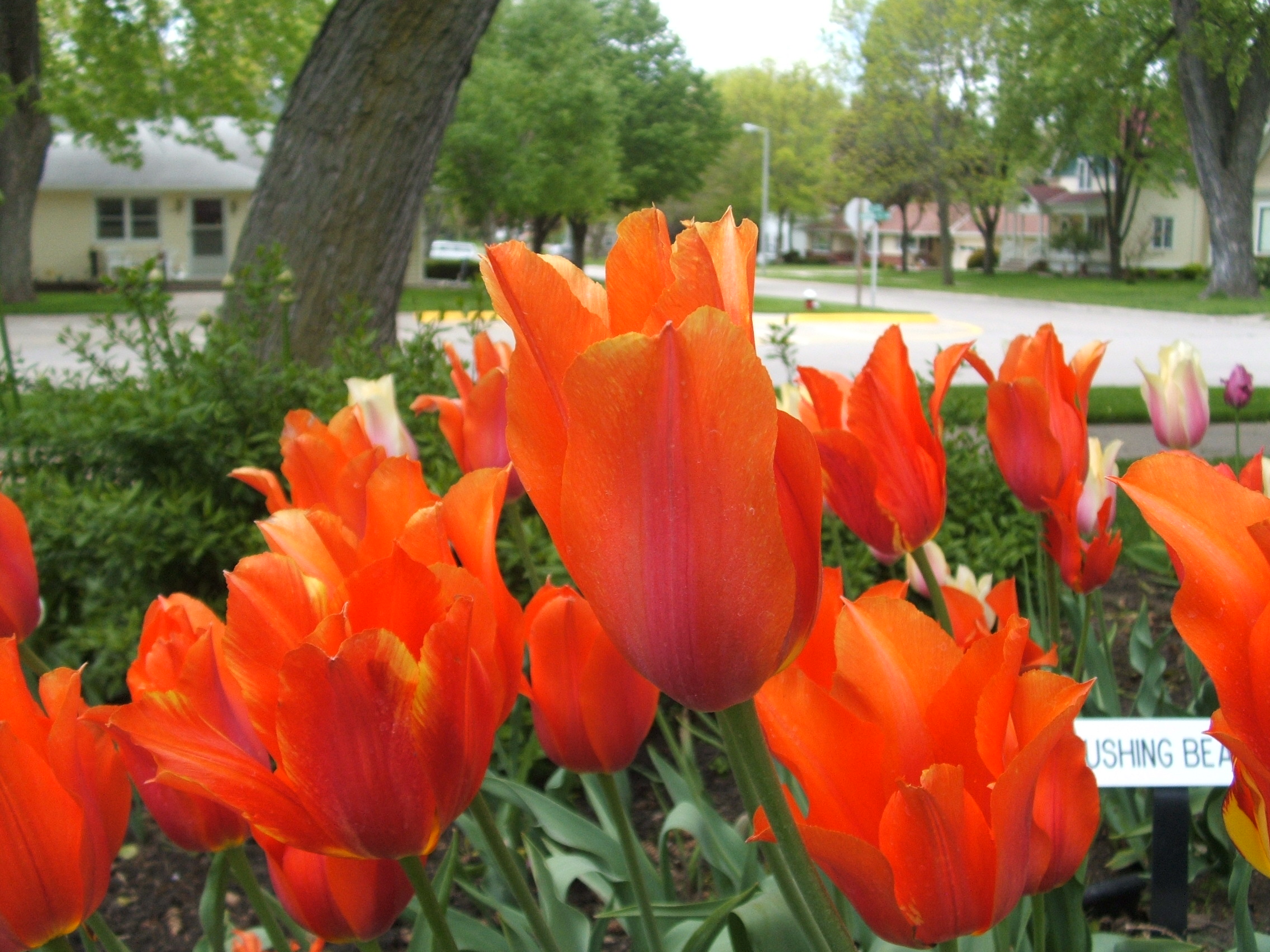 Photo Gallery – Tulip Town Bulb Company