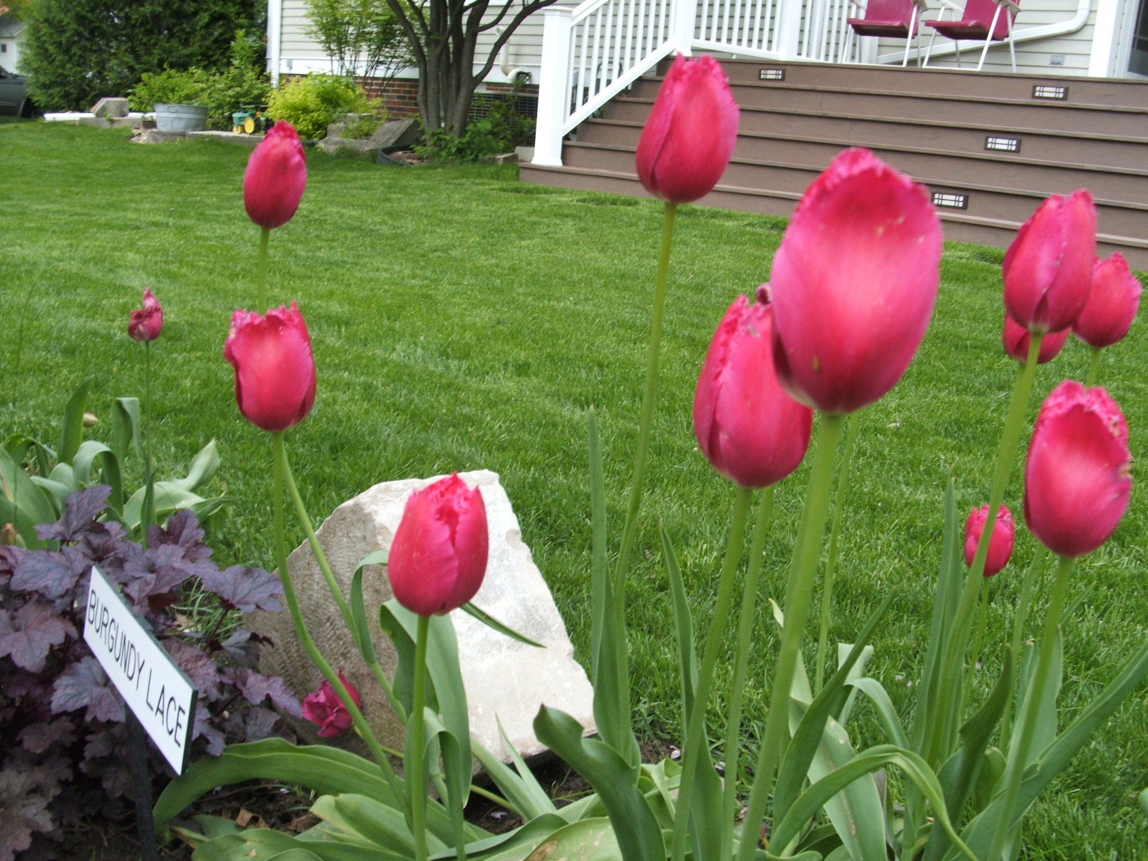 Photo Gallery – Tulip Town Bulb Company