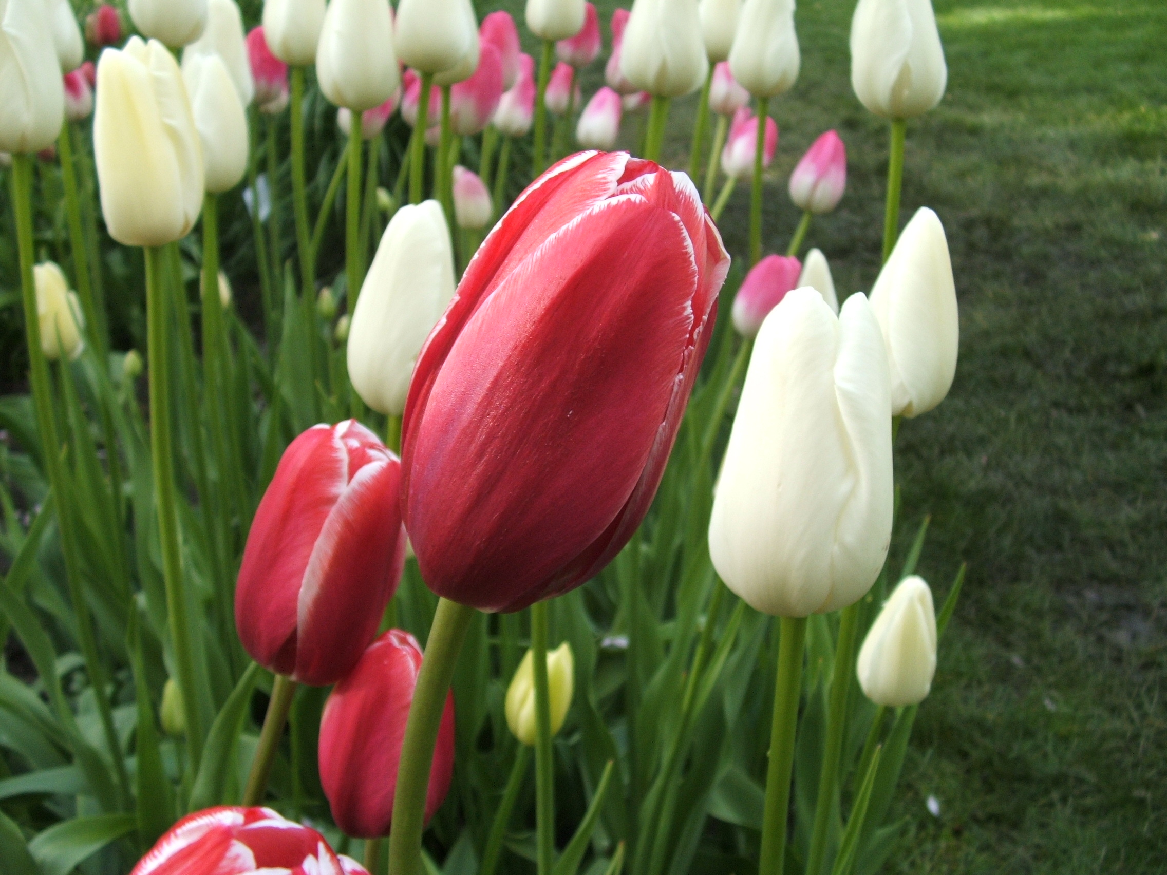 Photo Gallery – Tulip Town Bulb Company