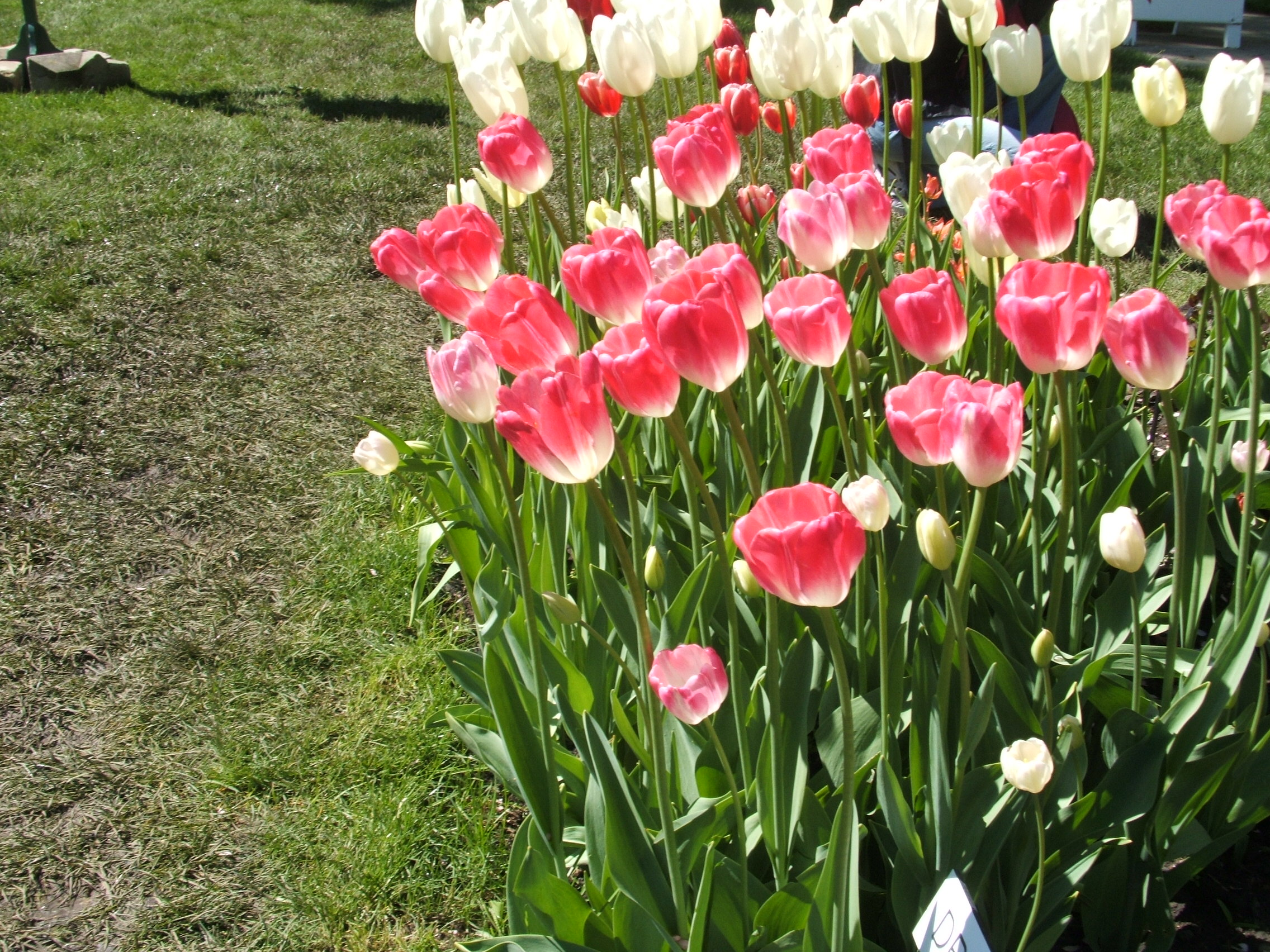 Photo Gallery – Tulip Town Bulb Company