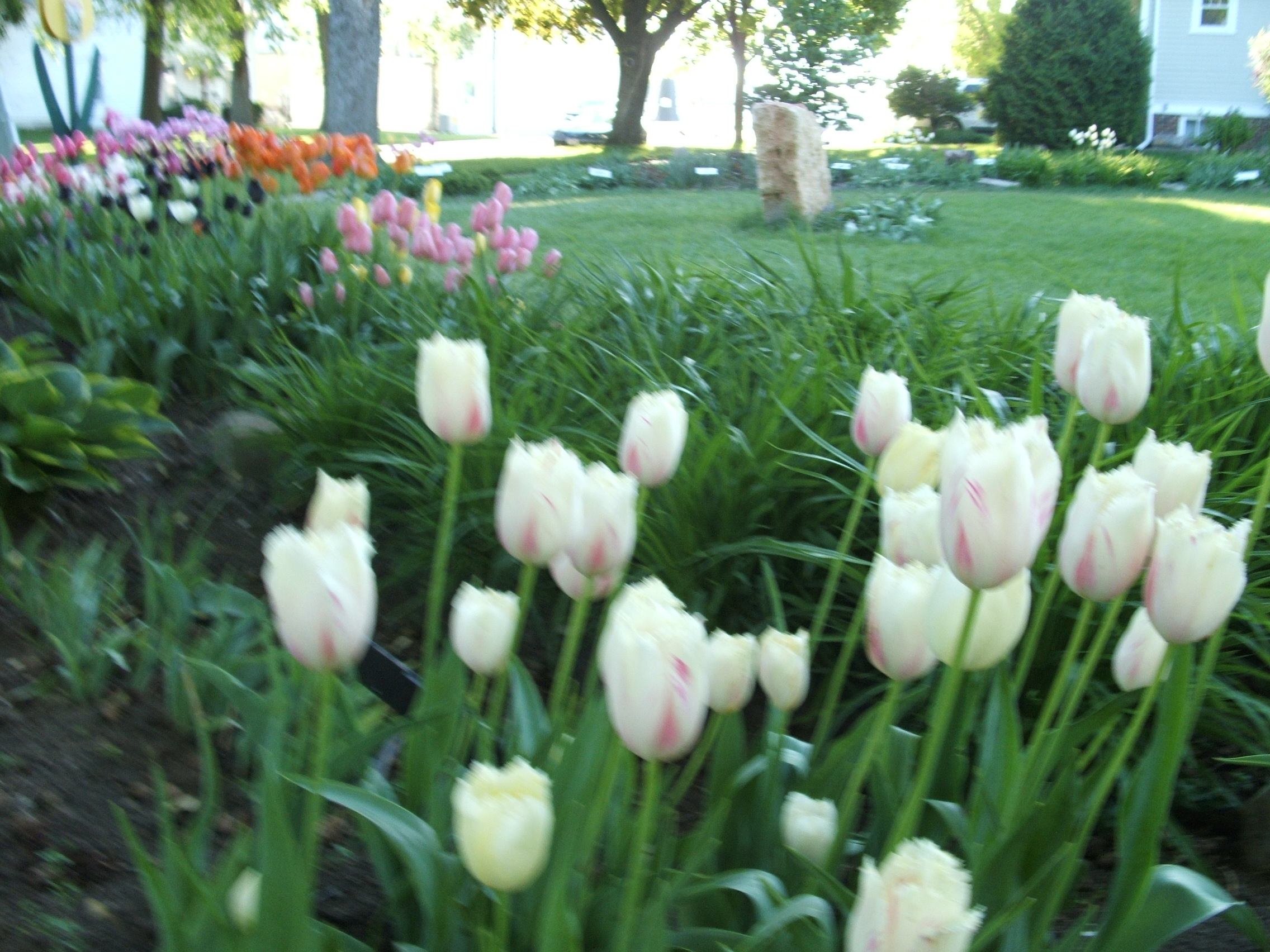 Photo Gallery – Tulip Town Bulb Company