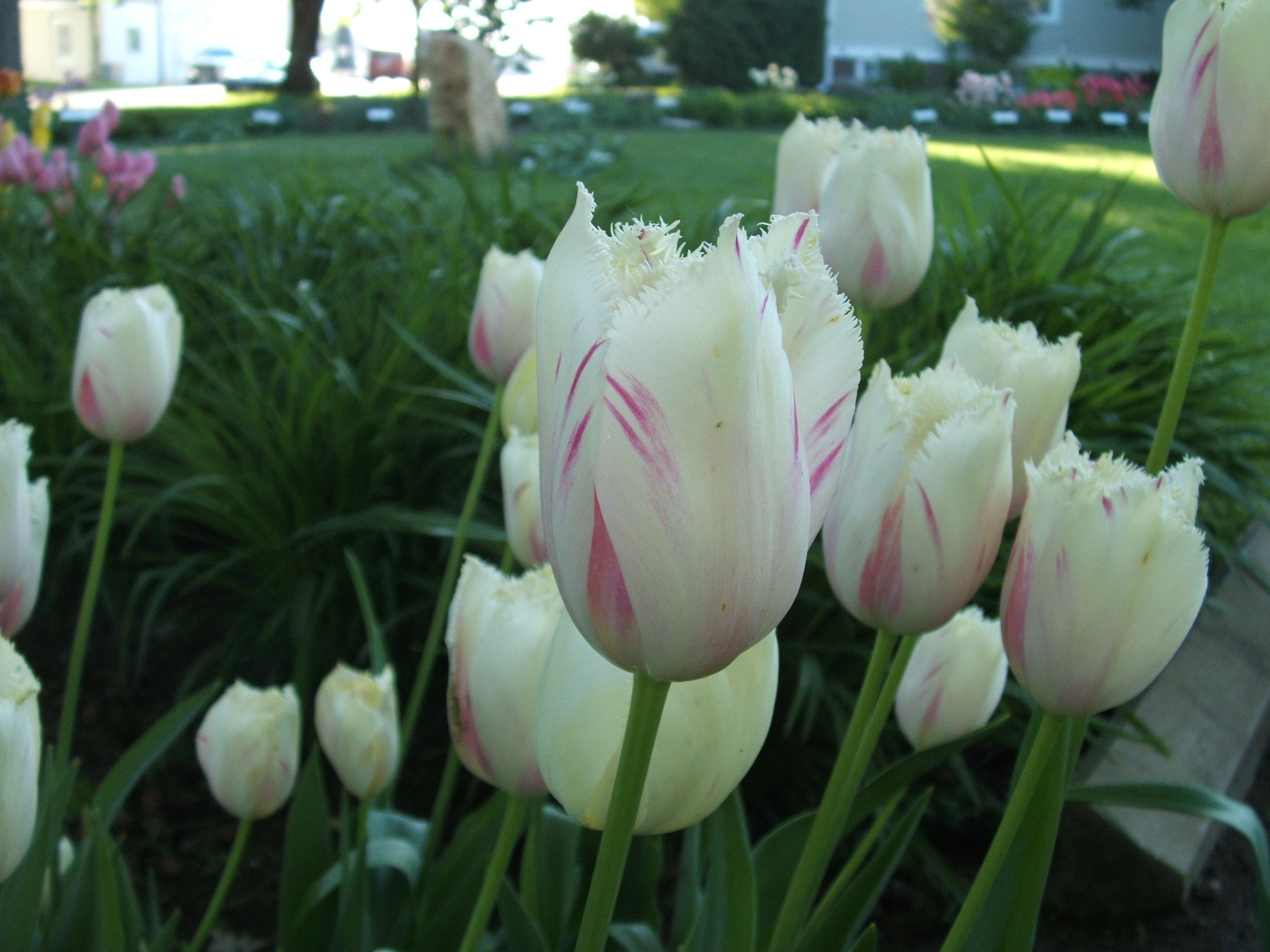 Photo Gallery – Tulip Town Bulb Company