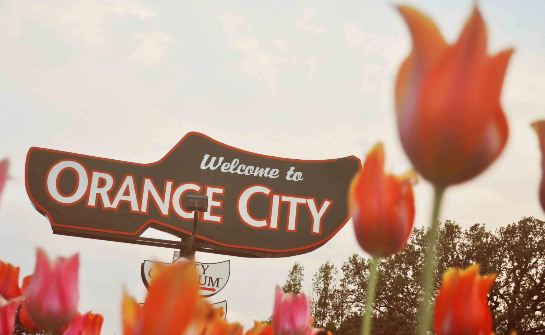 Events – Tulip Town Bulb Company